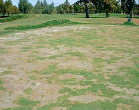 Worst Golf Course Reviews